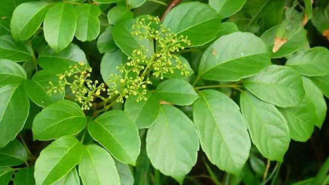 Chè dây có tác dụng gì? Cách dùng chè dây chữa dạ dày hiệu quả | AIA ...