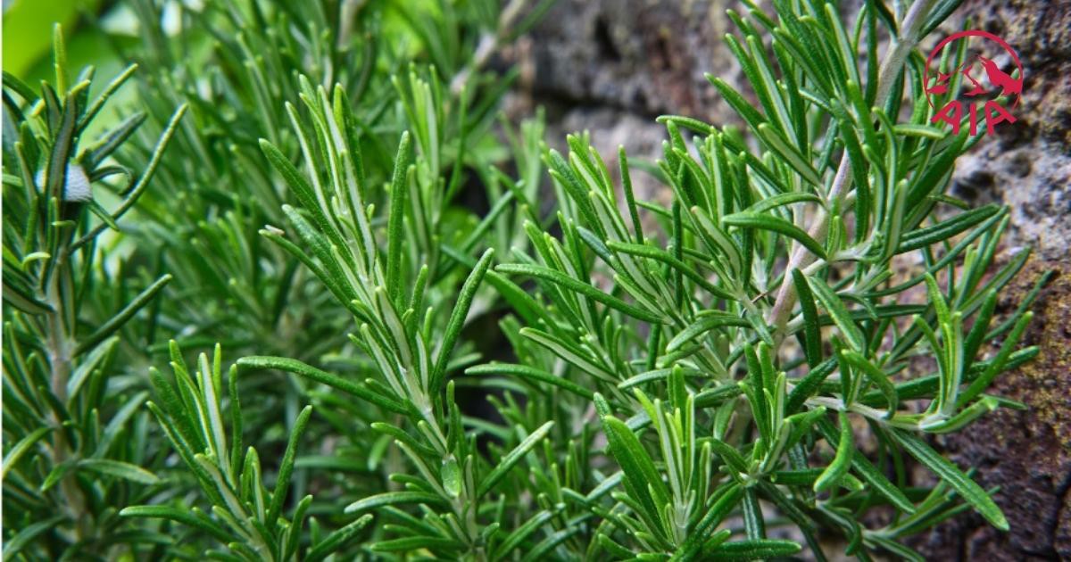 Tìm hiểu về Rosemary - Thảo dược quý giá trong ẩm thực và y học | AIA ...